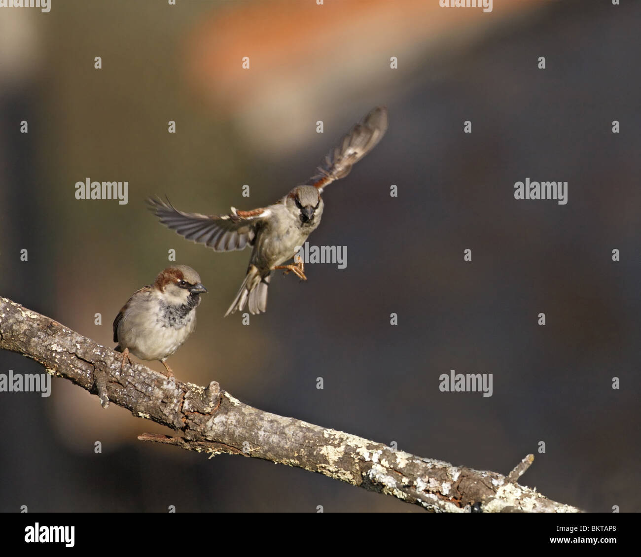 Huismussen hi-res stock photography and images - Alamy