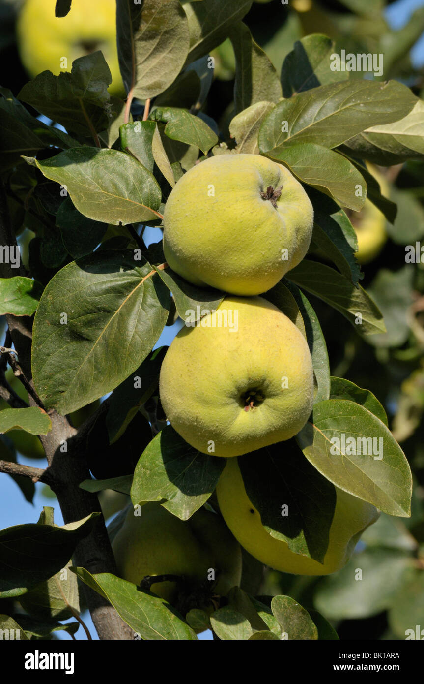 vruchten van kweepeer; fruits of quince Stock Photo - Alamy