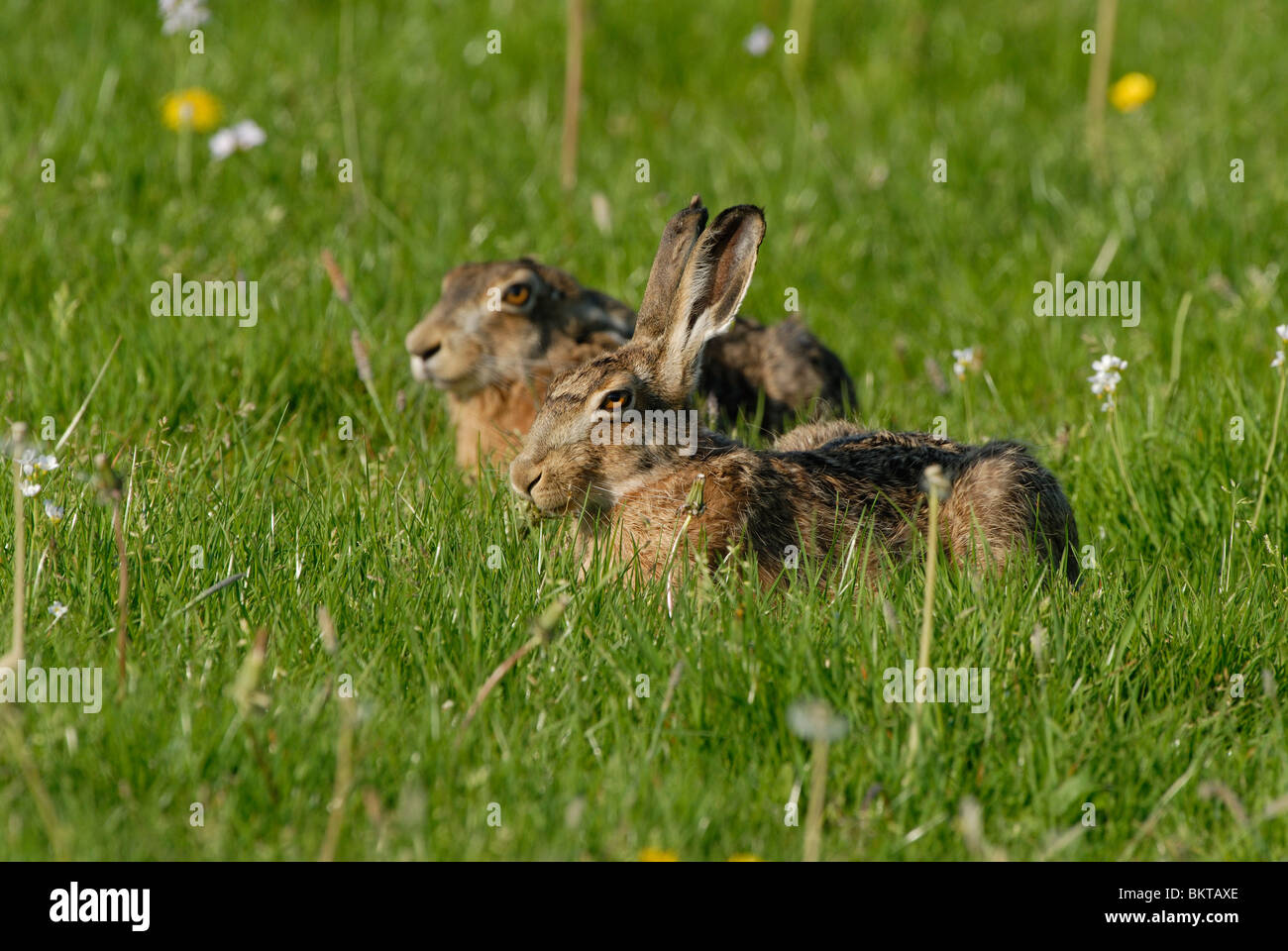 Hazen hi-res stock photography and images - Alamy