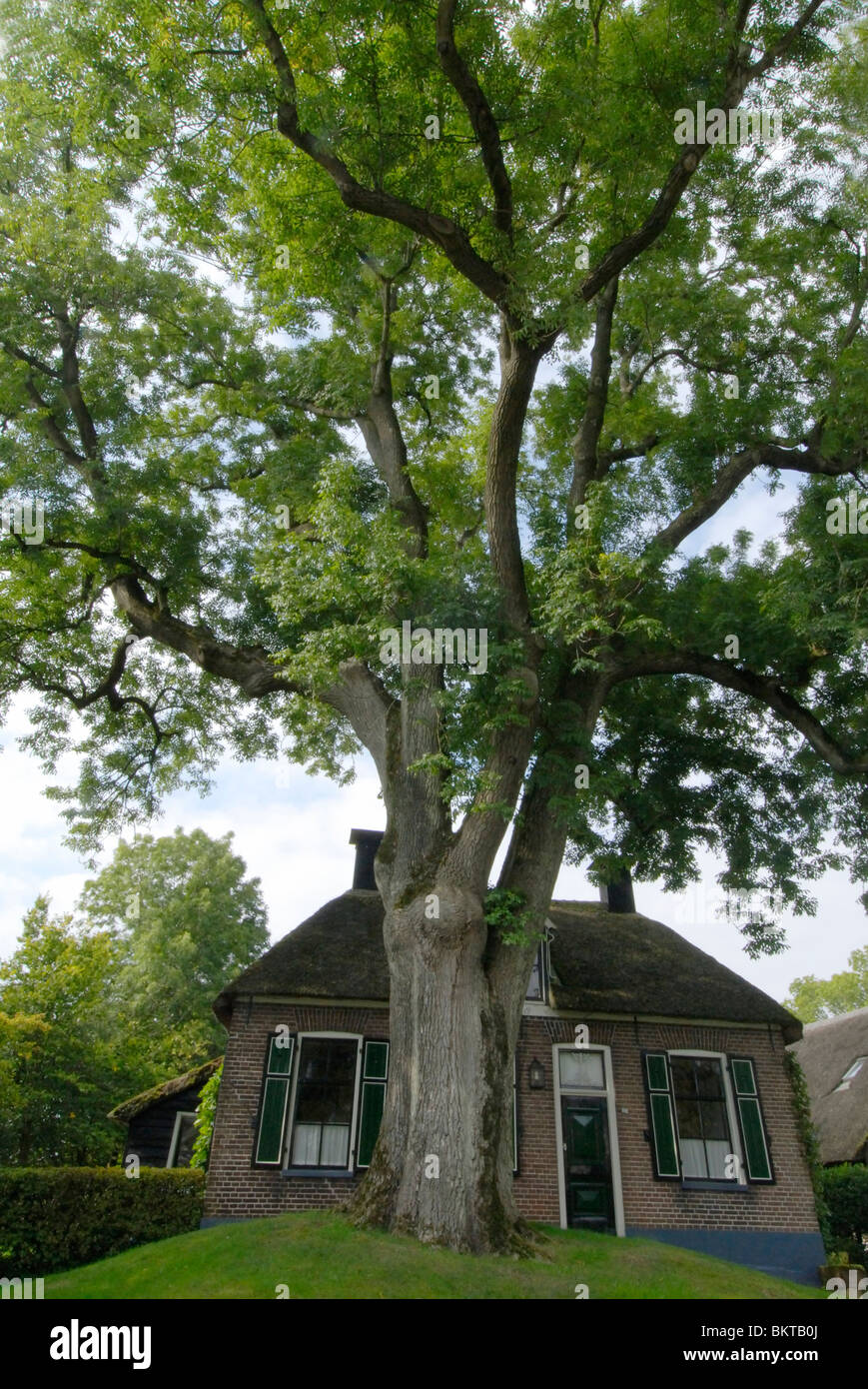 The eldest Common Ash in The Netherlands, at the Essenbelt in ...
