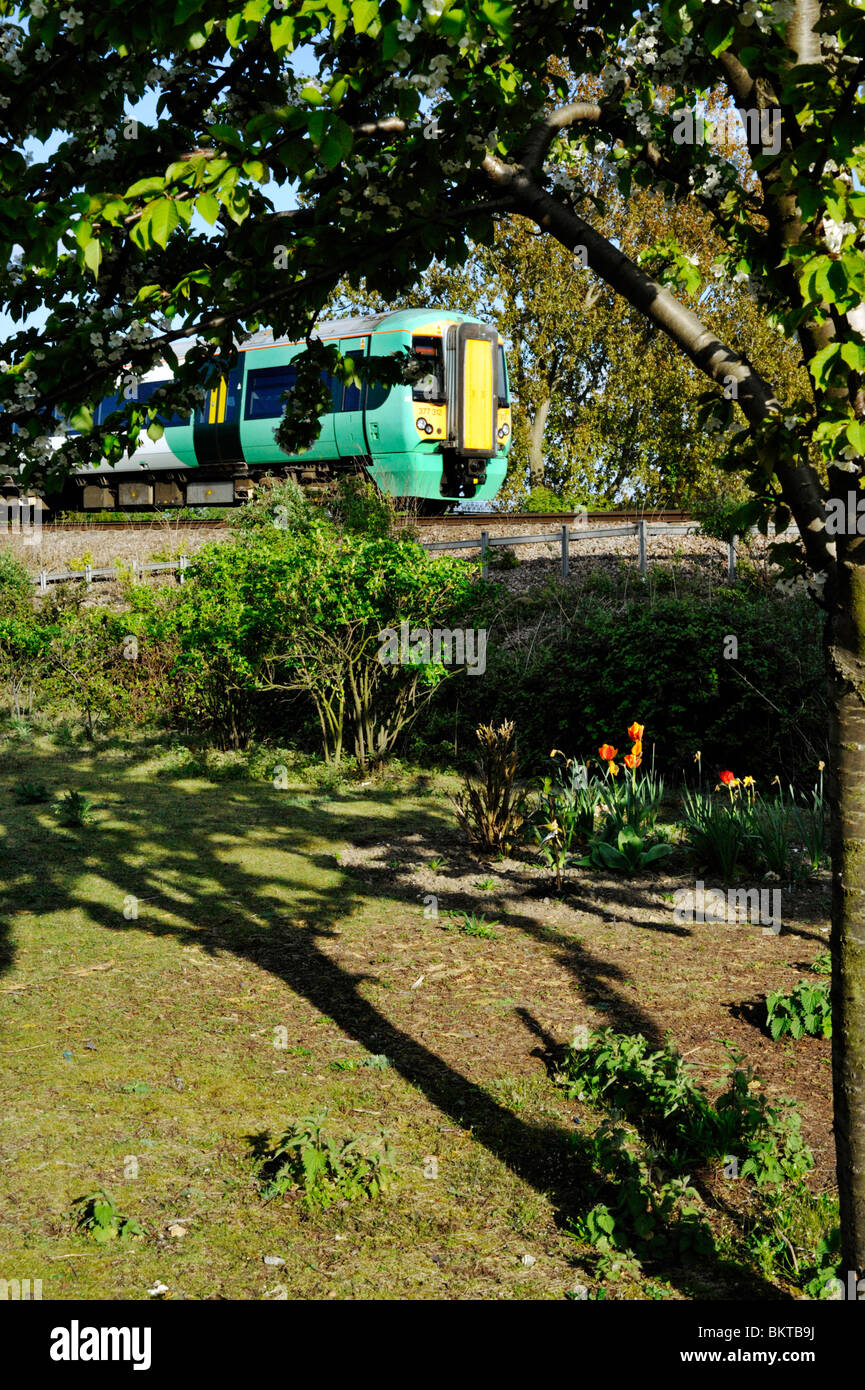 electric commuter train running past trees in blossom Stock Photo - Alamy