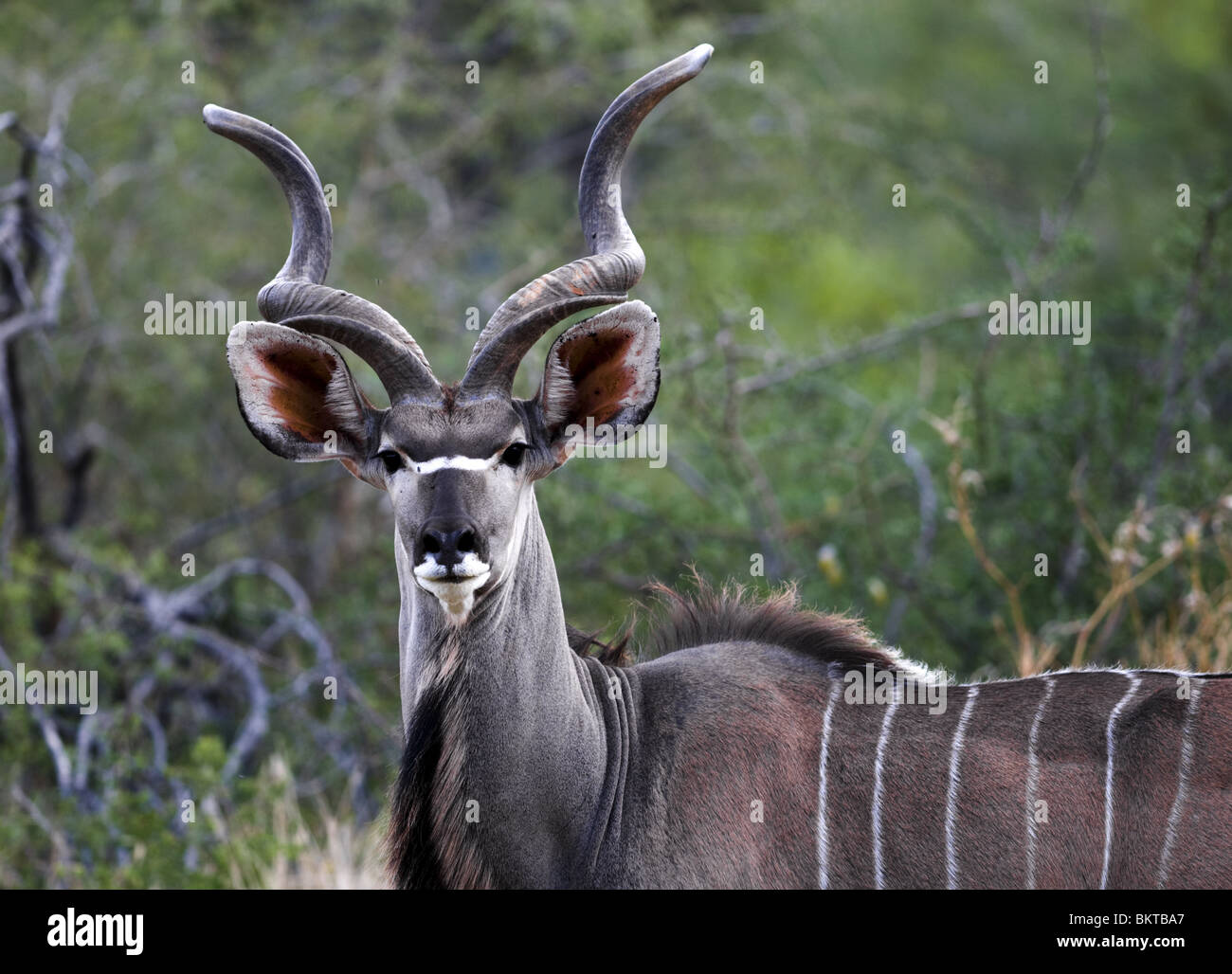 Large kudu bull, Hobatere concession, Namibia Stock Photo - Alamy