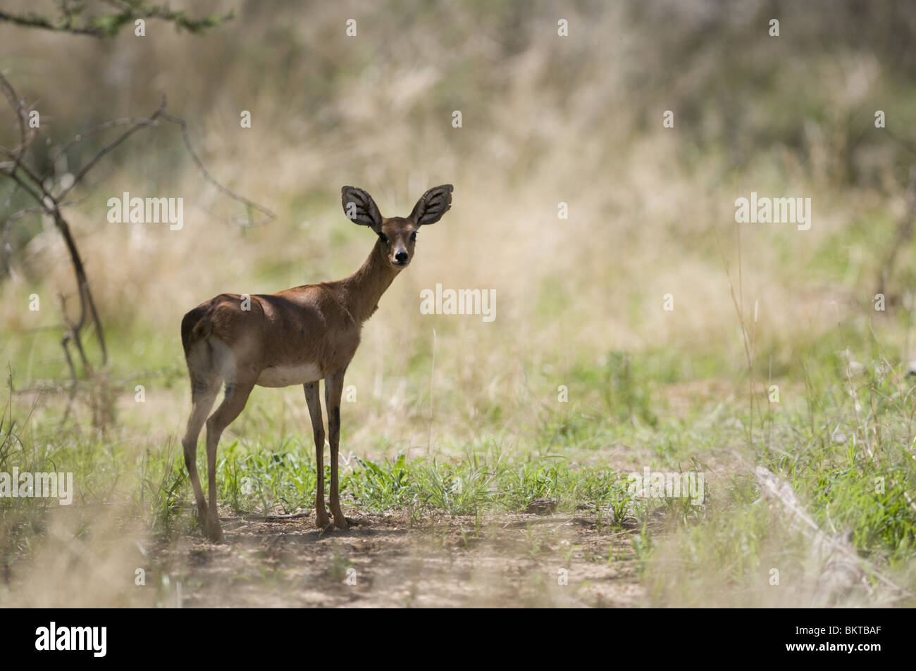 Female steenbok hi-res stock photography and images - Alamy
