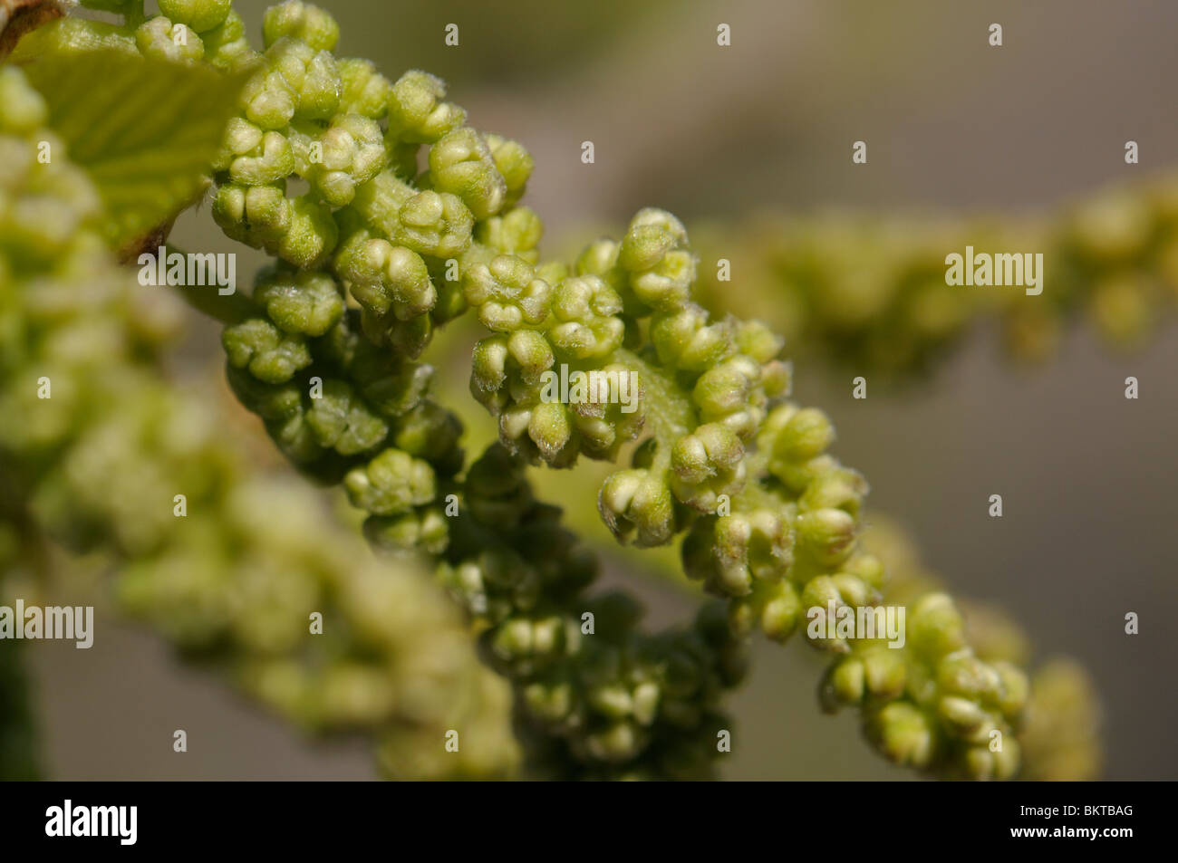 pistache in bloei; pistachio in flower Stock Photo - Alamy
