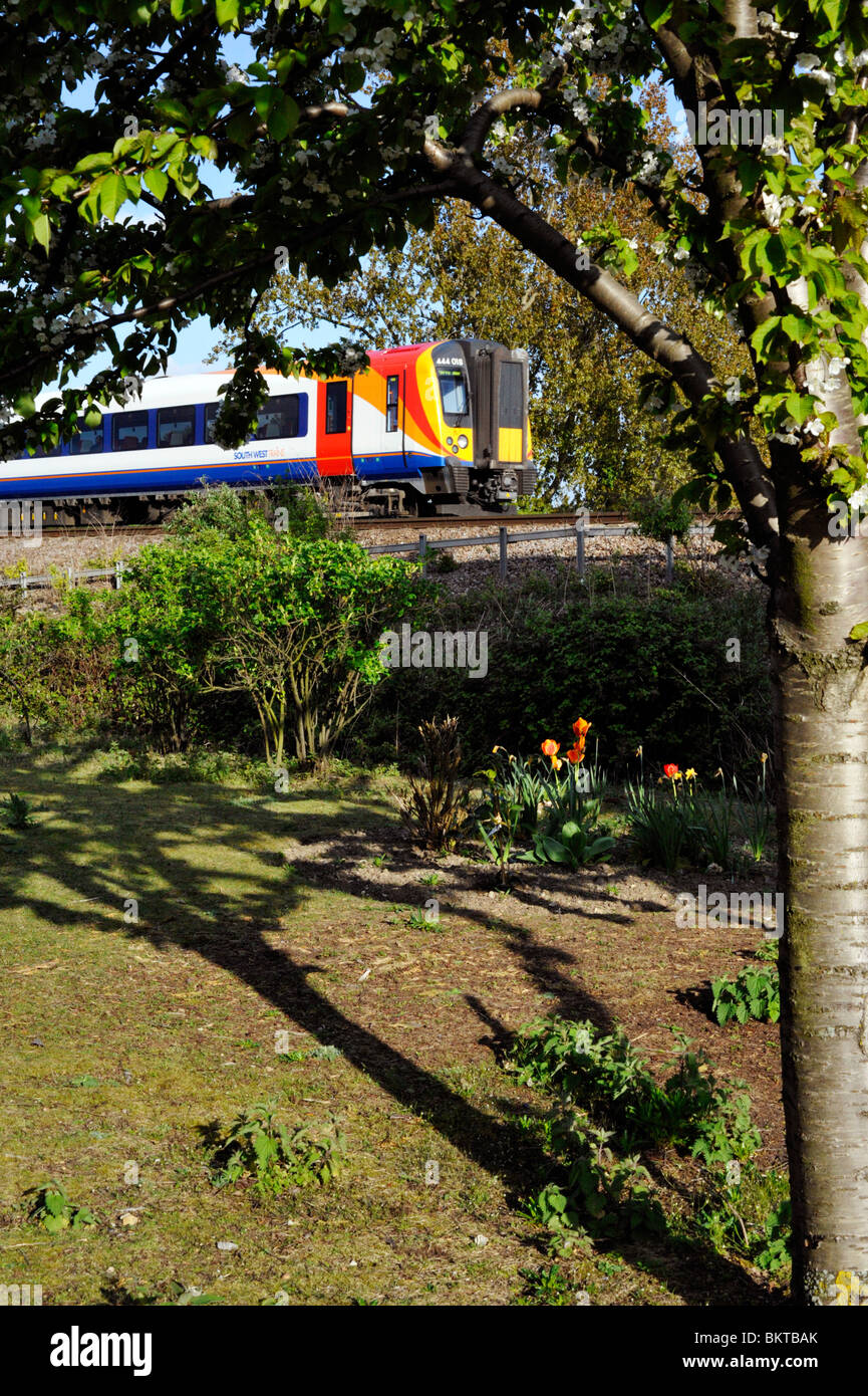 electric commuter train running past trees in blossom Stock Photo - Alamy