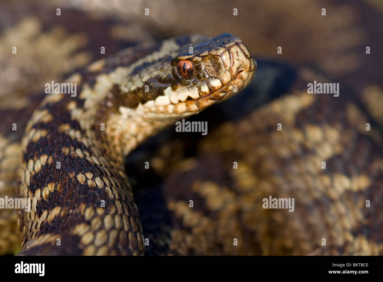 Vrouwtje van de adder; Female Adder Stock Photo - Alamy