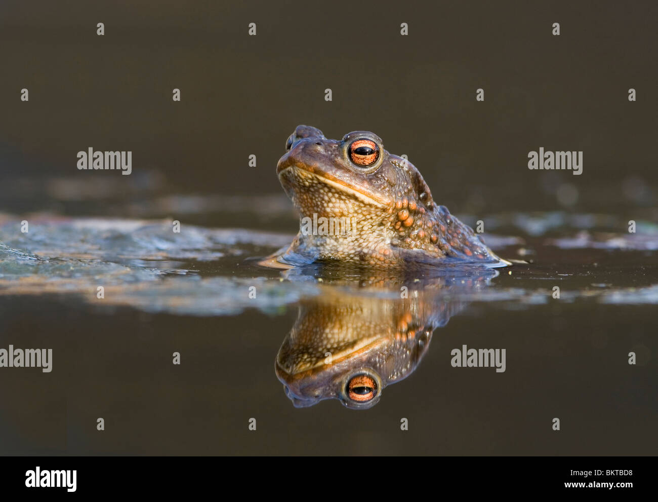 Gewone pad met weerspiegeling, in de paringstijd. Common Toad in mating ...
