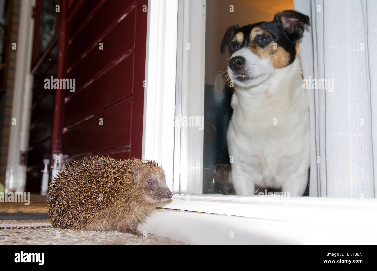 Hedgehog And Dog Friends
