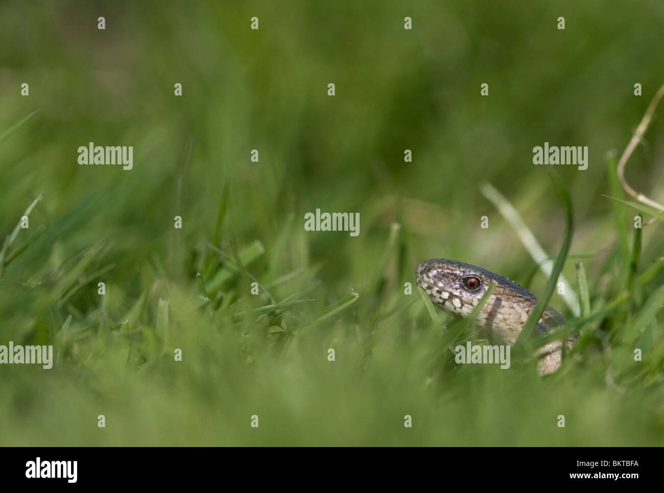 Hazelworm High Resolution Stock Photography and Images - Alamy