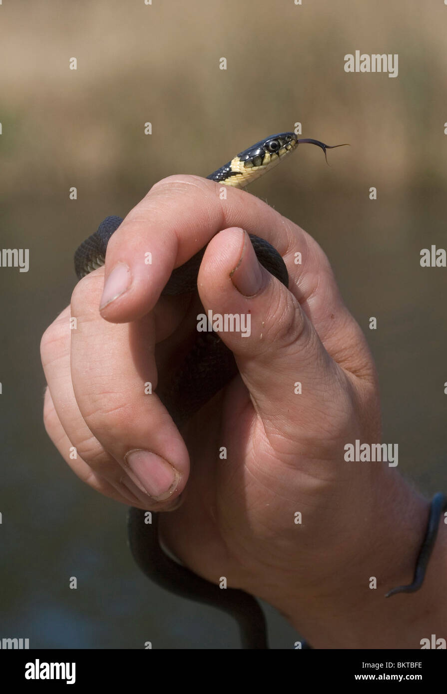 Snake in hand hi-res stock photography and images - Alamy