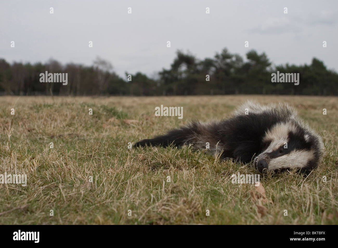 Dode das in een weiland; Death Badger Stock Photo - Alamy