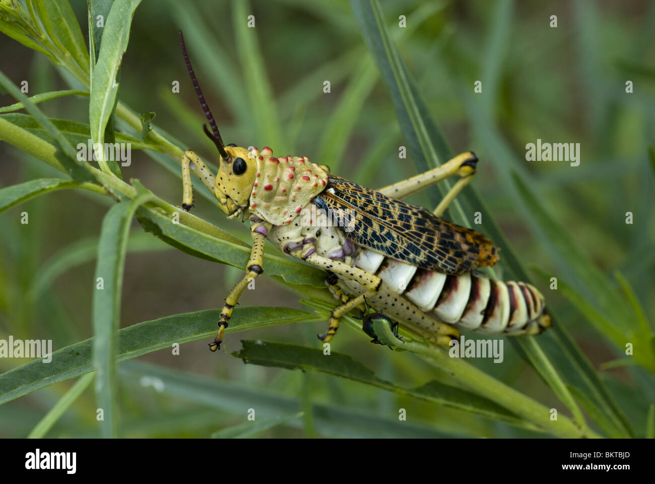 Grasshopper / cricket, Namibia, Africa Stock Photo - Alamy