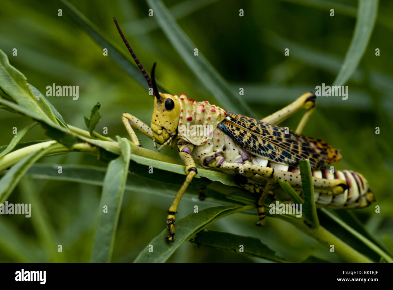 Grasshopper / cricket, Namibia, Africa Stock Photo - Alamy