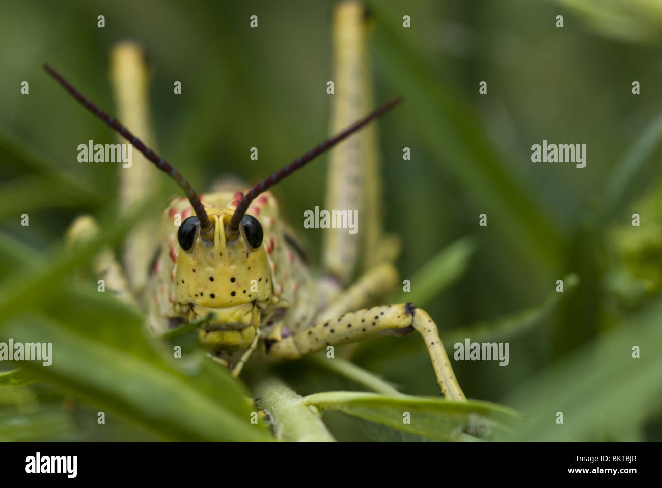 Grasshopper / cricket, Namibia, Africa Stock Photo - Alamy