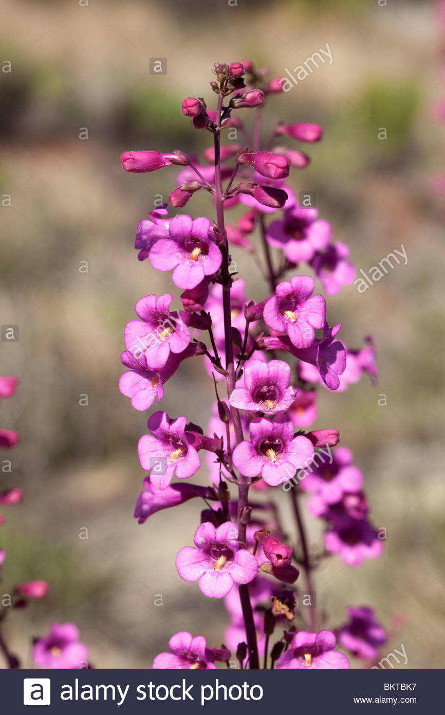 Parry High Resolution Stock Photography and Images - Alamy