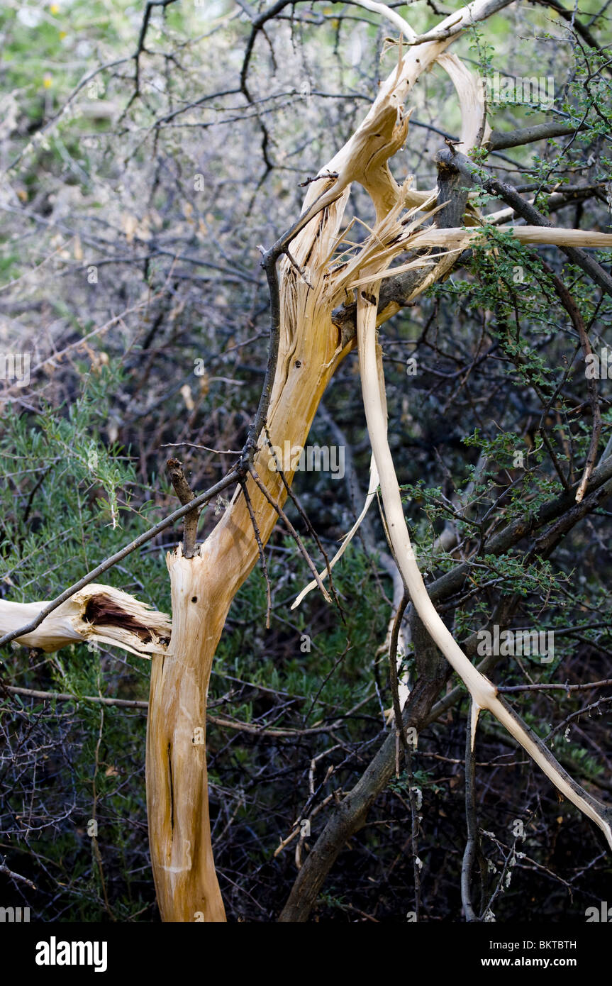 African elephant stripping bark hi-res stock photography and images - Alamy