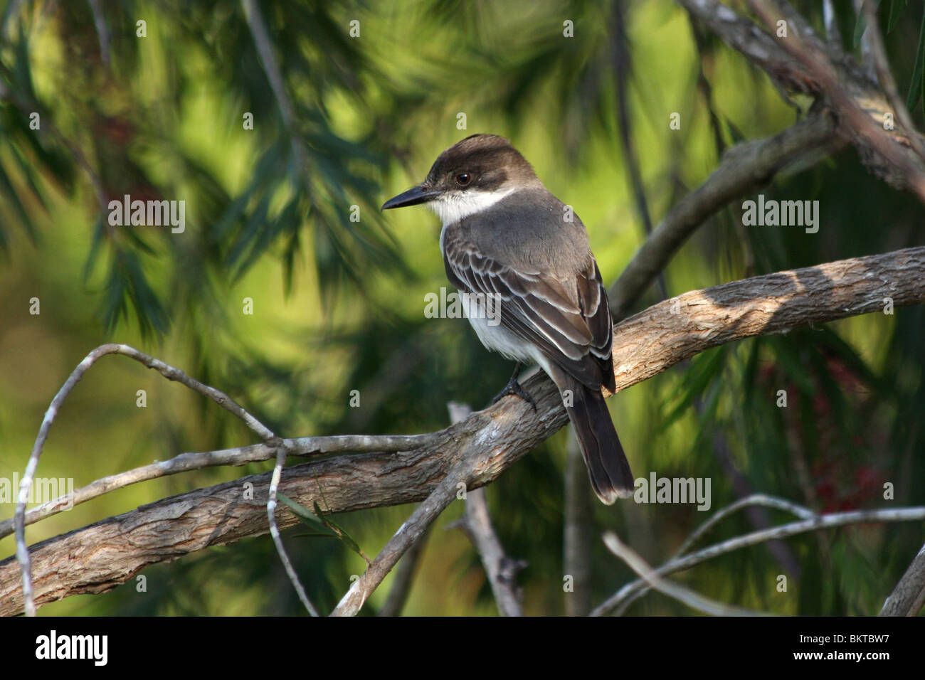 Volwassen exemplaar hi-res stock photography and images - Alamy