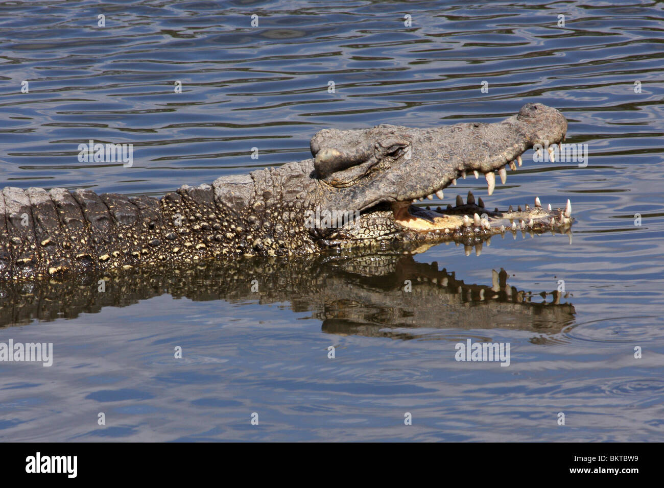 Exemplaar hi-res stock photography and images - Alamy