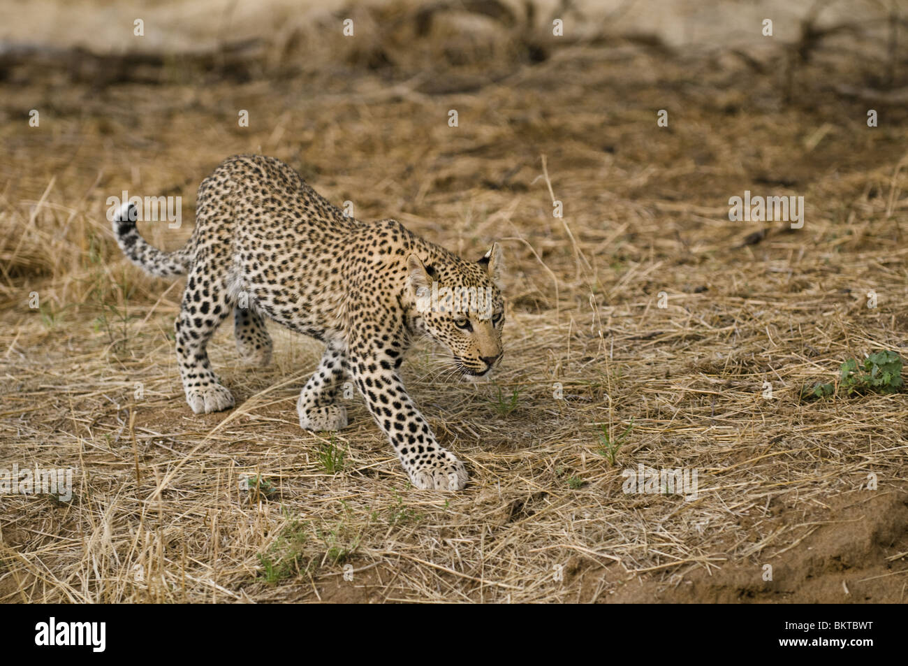Young male leopard in grassland, namibia, Africa Stock Photo - Alamy