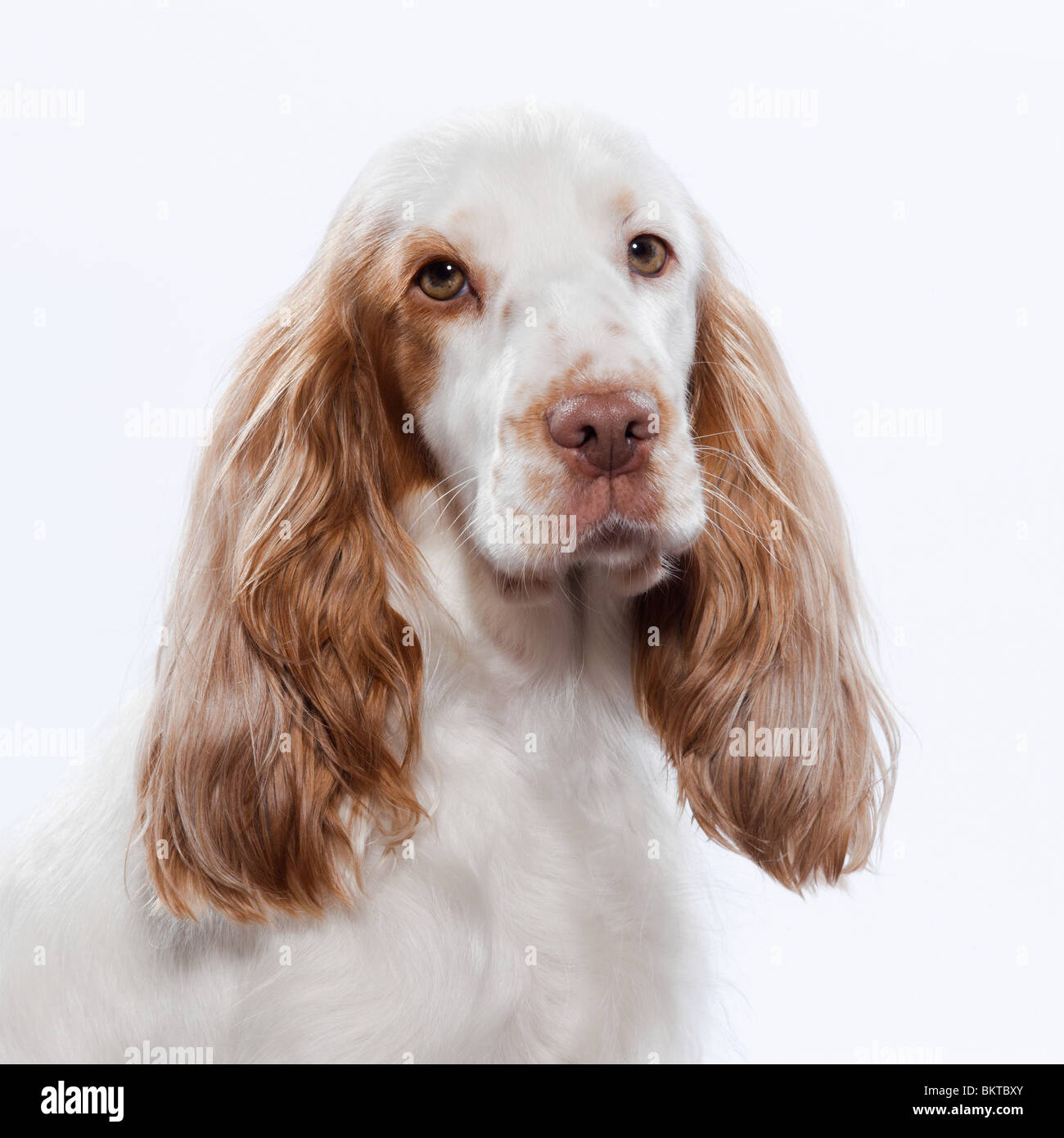 red English Cocker Spaniel on studio white background Stock Photo - Alamy