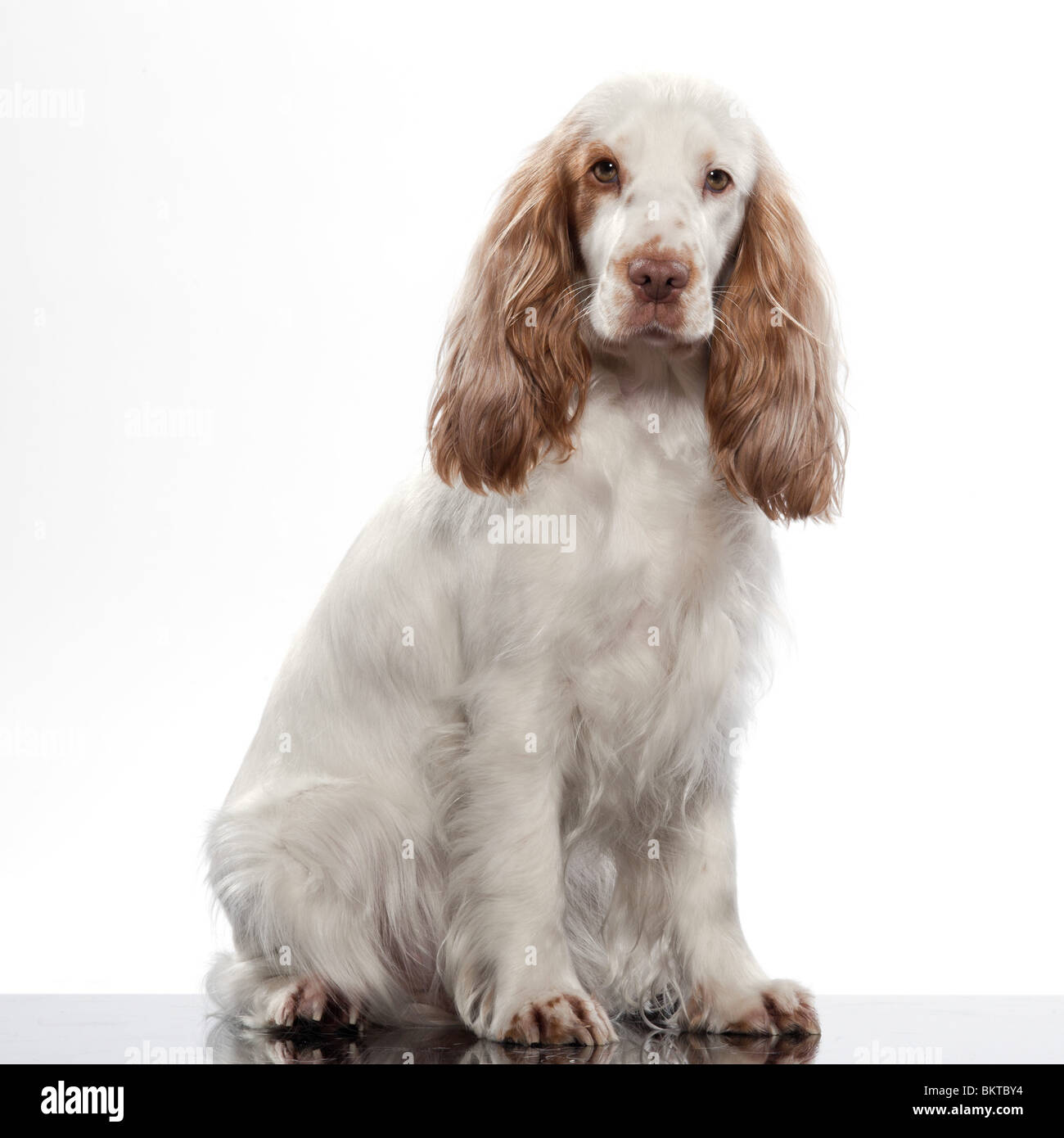 red English Cocker Spaniel on studio white background Stock Photo - Alamy