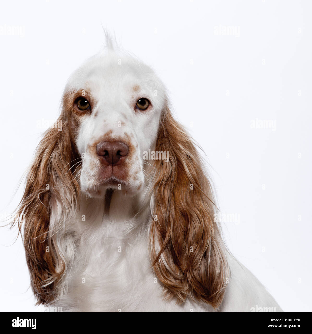 red English Cocker Spaniel on studio white background Stock Photo - Alamy