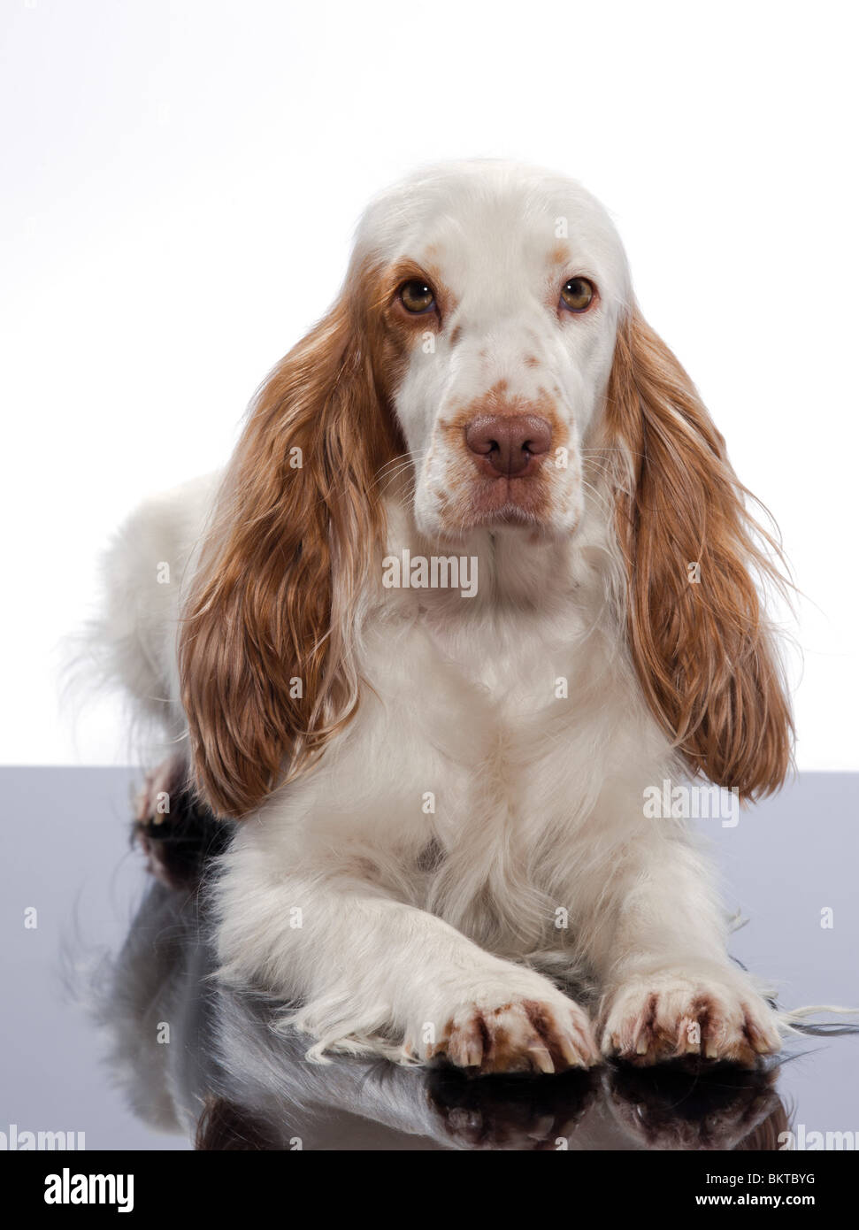 red English Cocker Spaniel on studio white background Stock Photo - Alamy