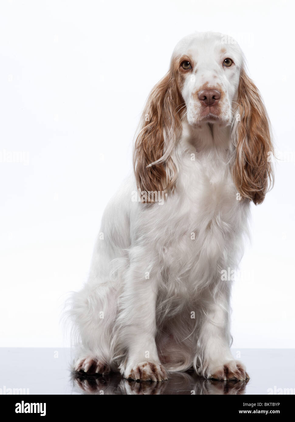 red English Cocker Spaniel on studio white background Stock Photo - Alamy