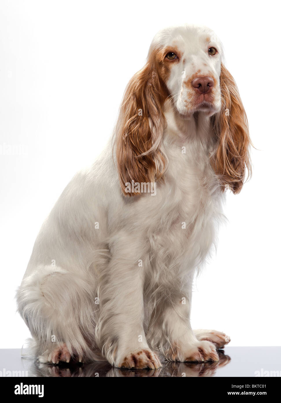 Red Cocker Spaniel High Resolution Stock Photography and Images - Alamy