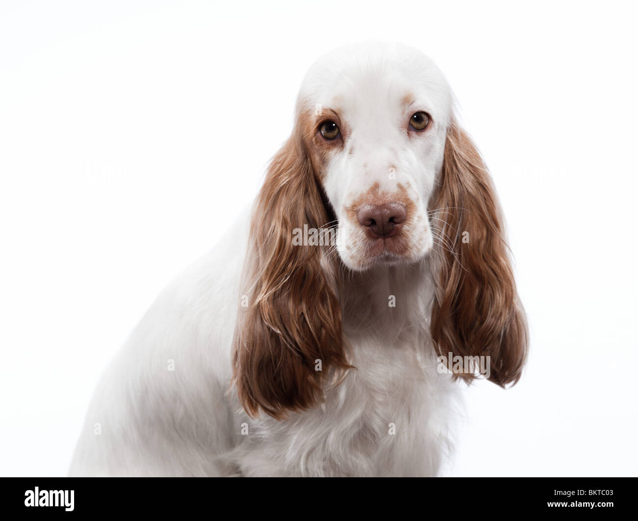 red English Cocker Spaniel on studio white background Stock Photo - Alamy