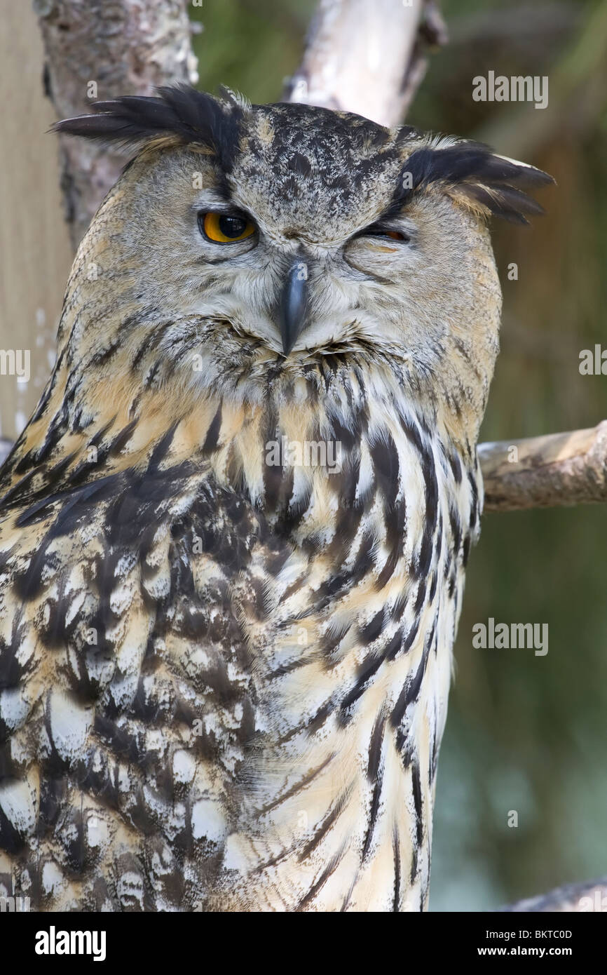 Eagle owl - bubo bubo Stock Photo - Alamy