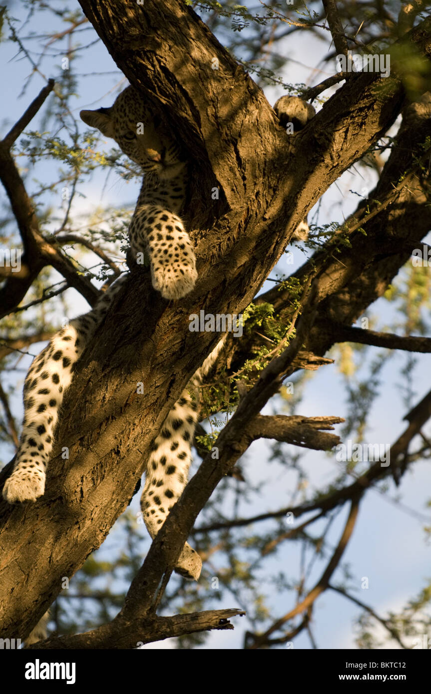 Male leopard hi-res stock photography and images - Alamy