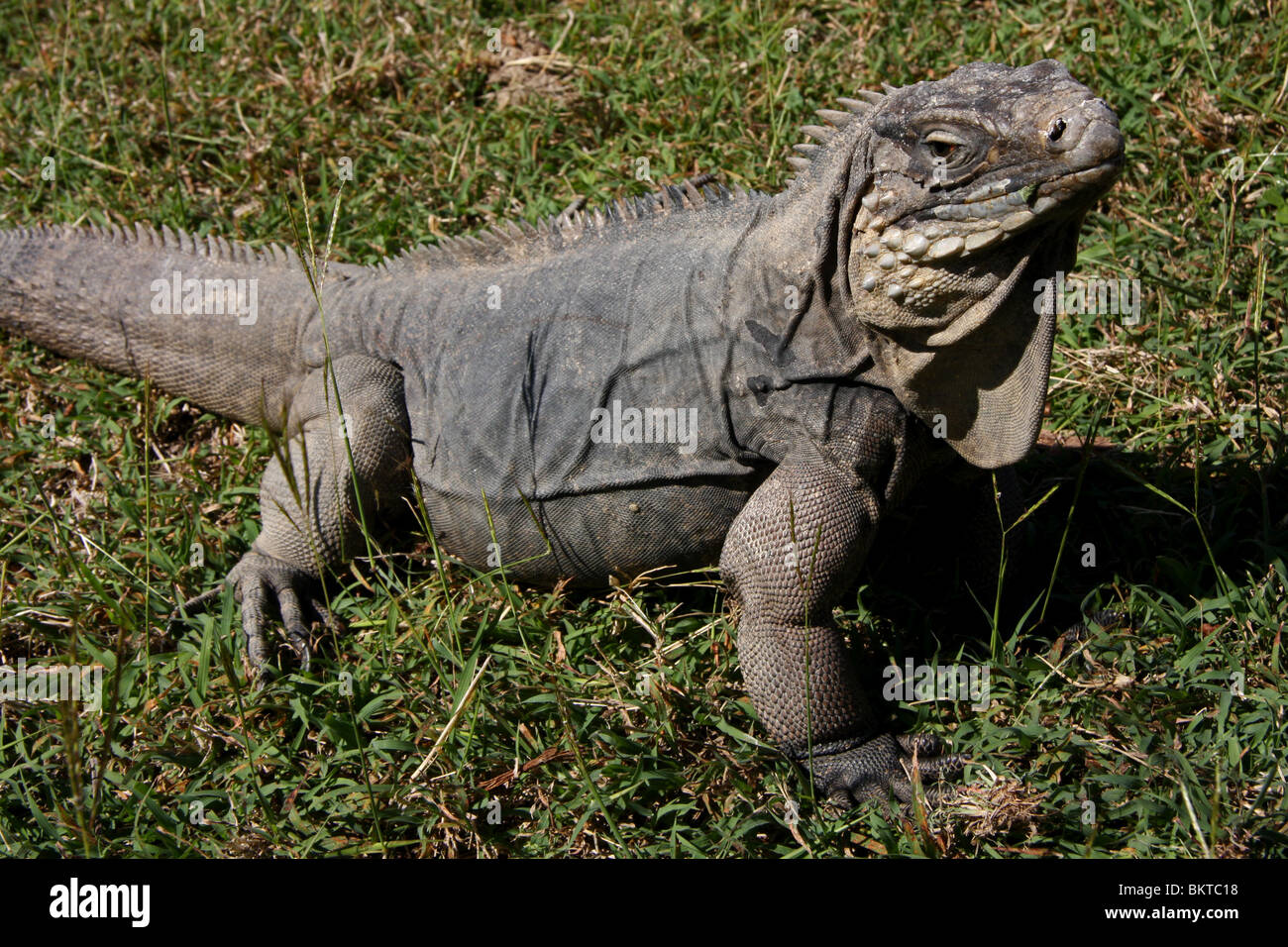 Volwassen exemplaar hi-res stock photography and images - Alamy