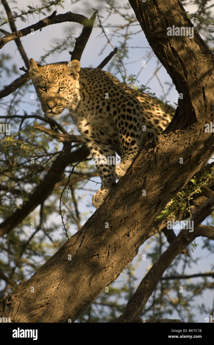 Young male leopard in tree, Namibia, Africa Stock Photo - Alamy
