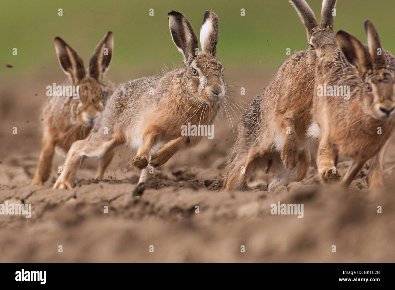Male Hares chasing each other in early spring Stock Photo - Alamy