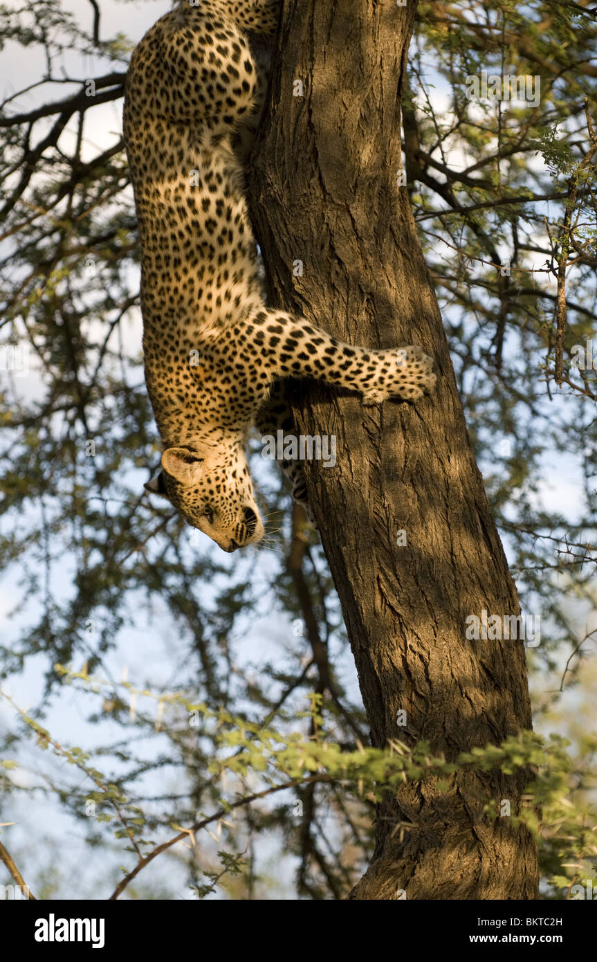 Leopard namibia tree hi-res stock photography and images - Alamy