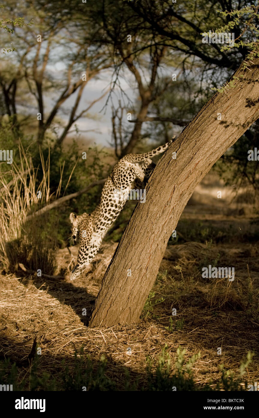 Leopard africa tree hi-res stock photography and images - Alamy