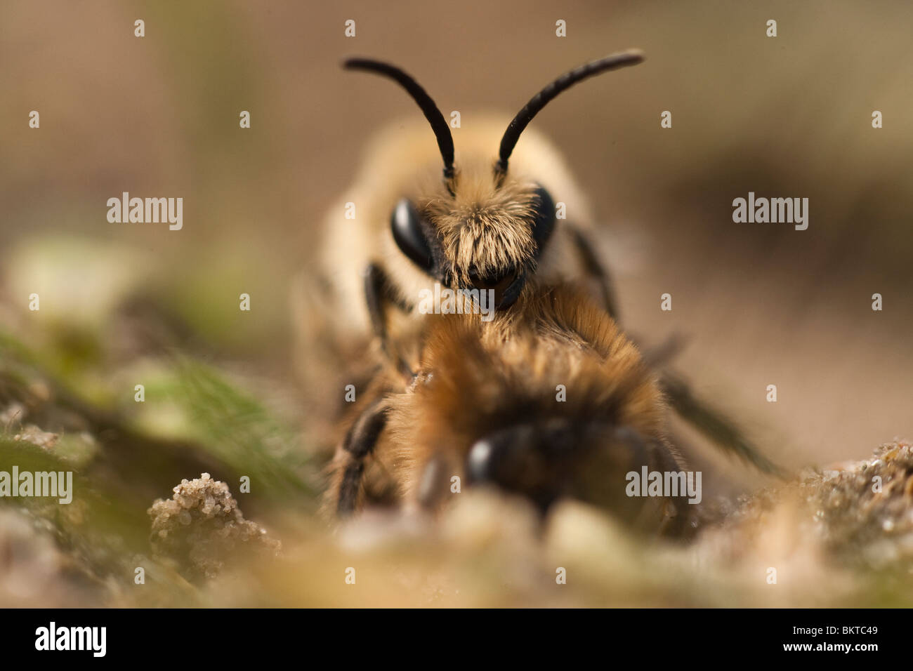 Zandbijen hi-res stock photography and images - Alamy
