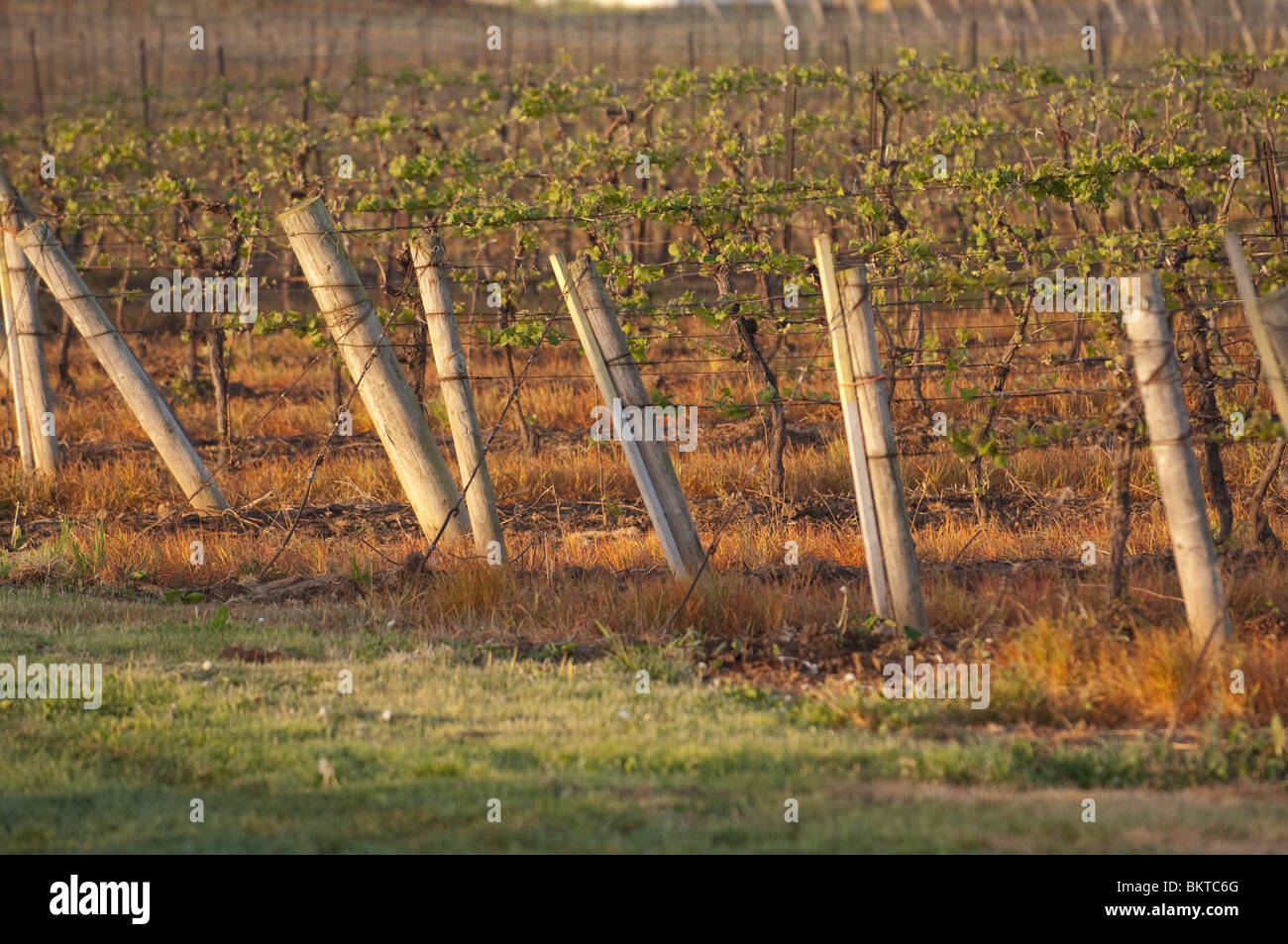 Vineyard posts hi-res stock photography and images - Alamy
