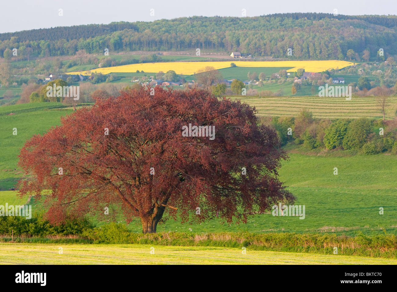 Rode beuk hi-res stock photography and images - Alamy