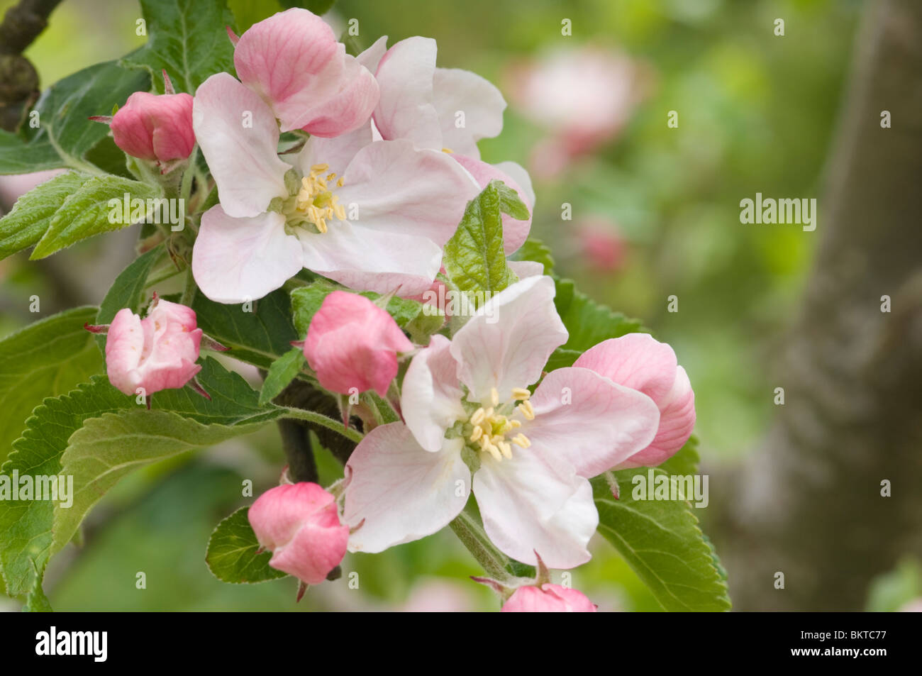 Arthur Turner apple blossom Stock Photo - Alamy