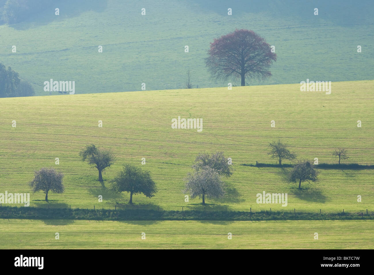 Copper beech fruit hi-res stock photography and images - Alamy