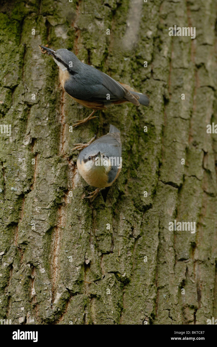 Nuthatch nuthatches nest hi-res stock photography and images - Alamy