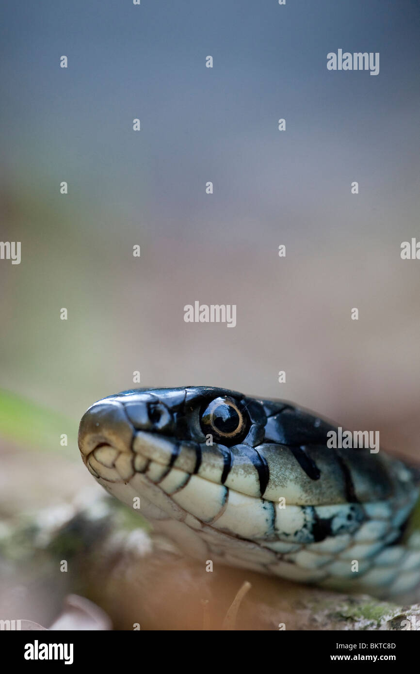 Ringslang hi-res stock photography and images - Alamy