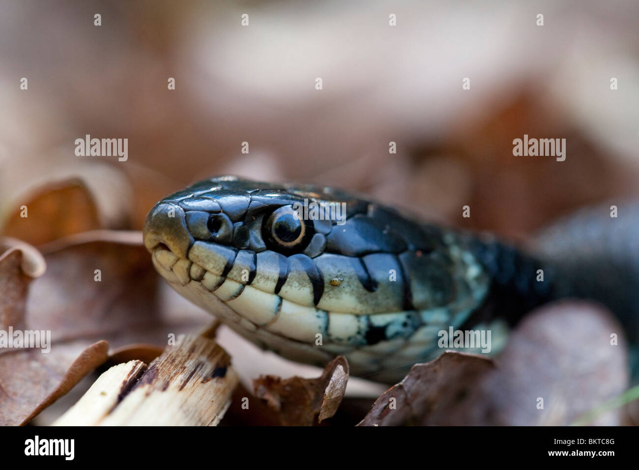 Ringslang hi-res stock photography and images - Alamy