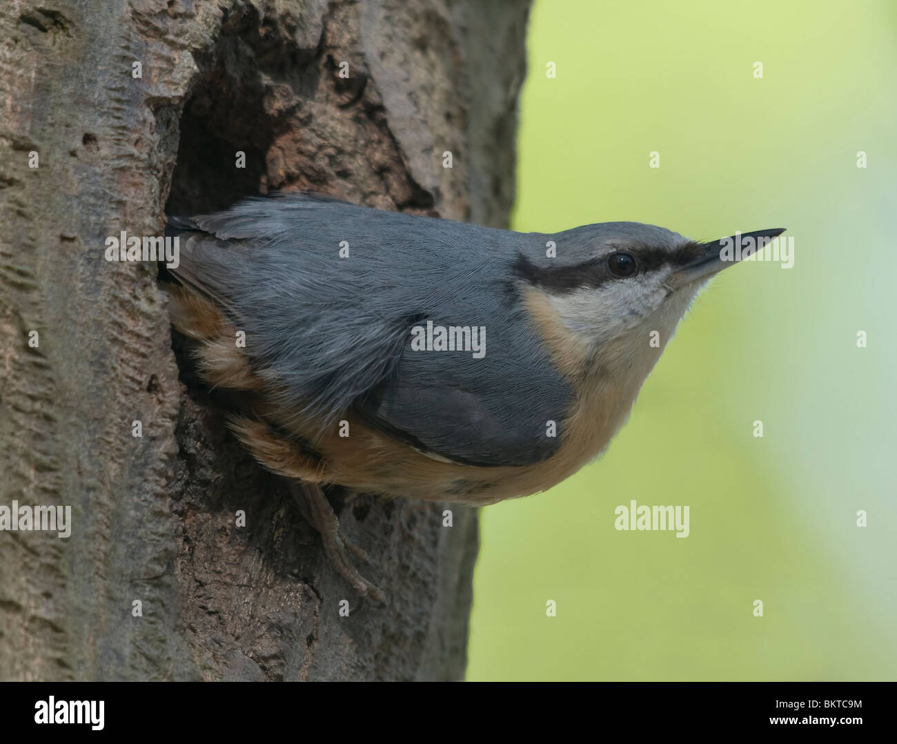 Boomklever op boom bij nest;Nuthatch on tree by nest;Sitta europea ...