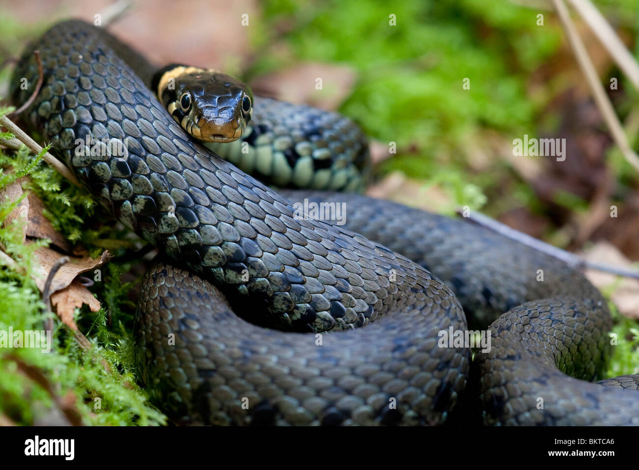 Ringslang hi-res stock photography and images - Alamy