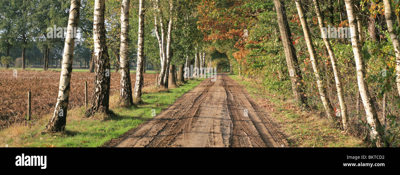 De ruwe berk (Betula pendula, synoniem: Betula verucosa is een boom uit ...
