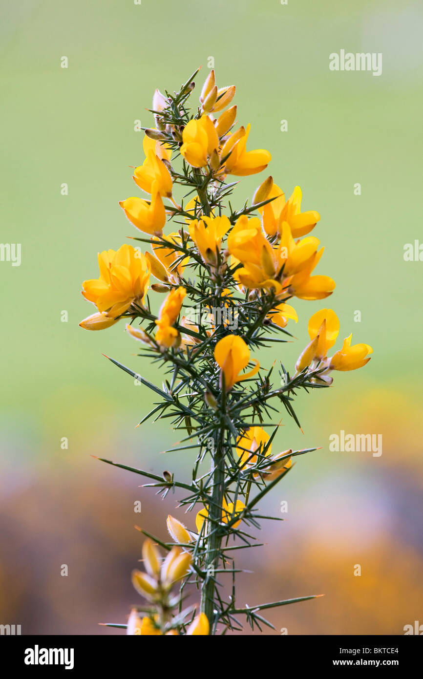 Furse hi-res stock photography and images - Alamy