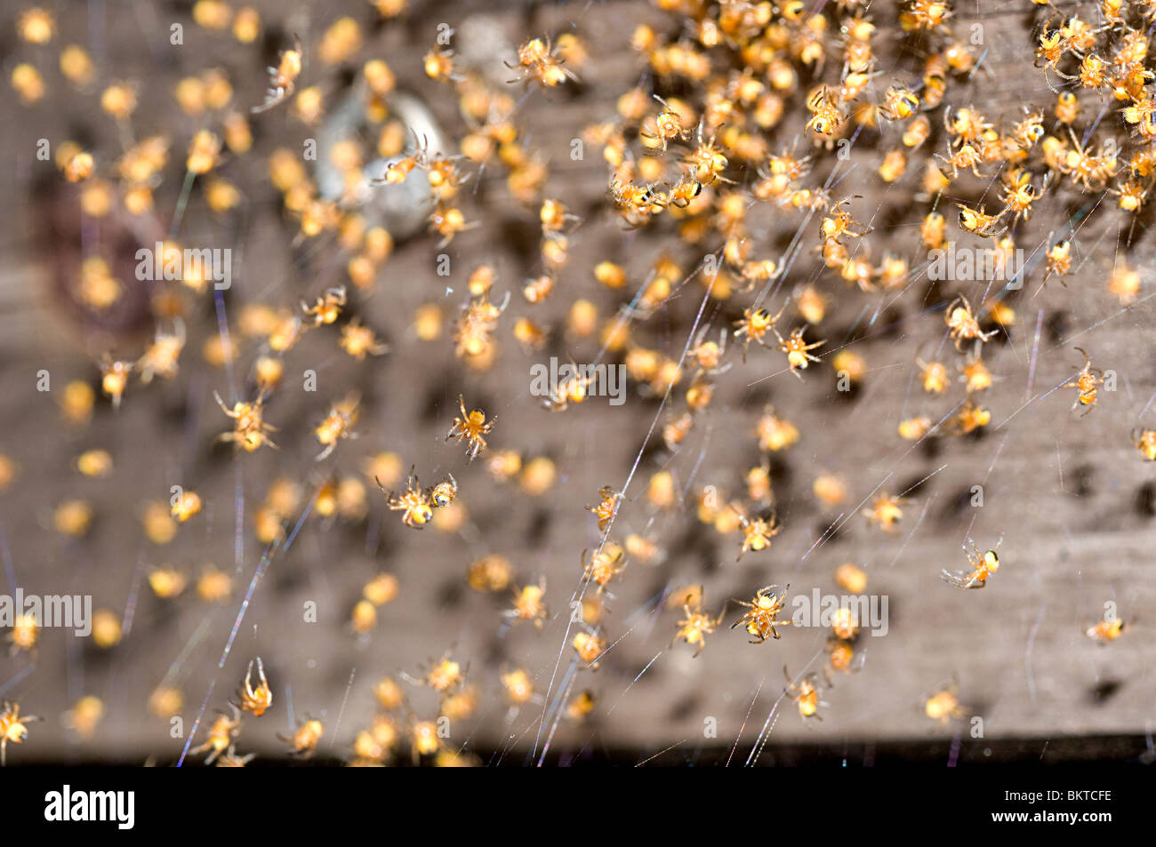 a 1000 golden spiders Stock Photo - Alamy